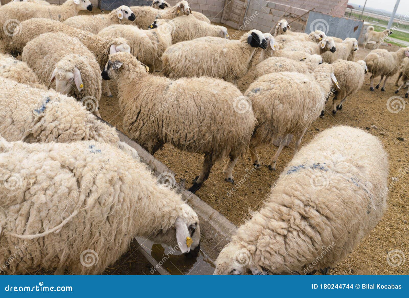 Sheep Herd Just in Front of Barn, Konya, Turkey Stock Photo - Image of ...