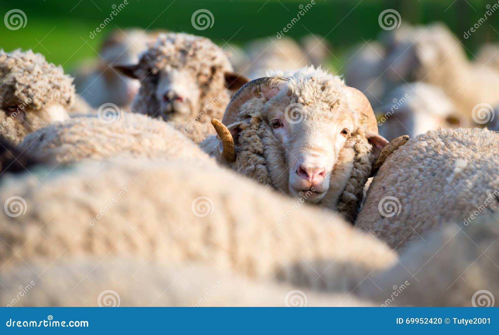 Sheep from Herd Looking at Camera Stock Photo - Image of authentic ...