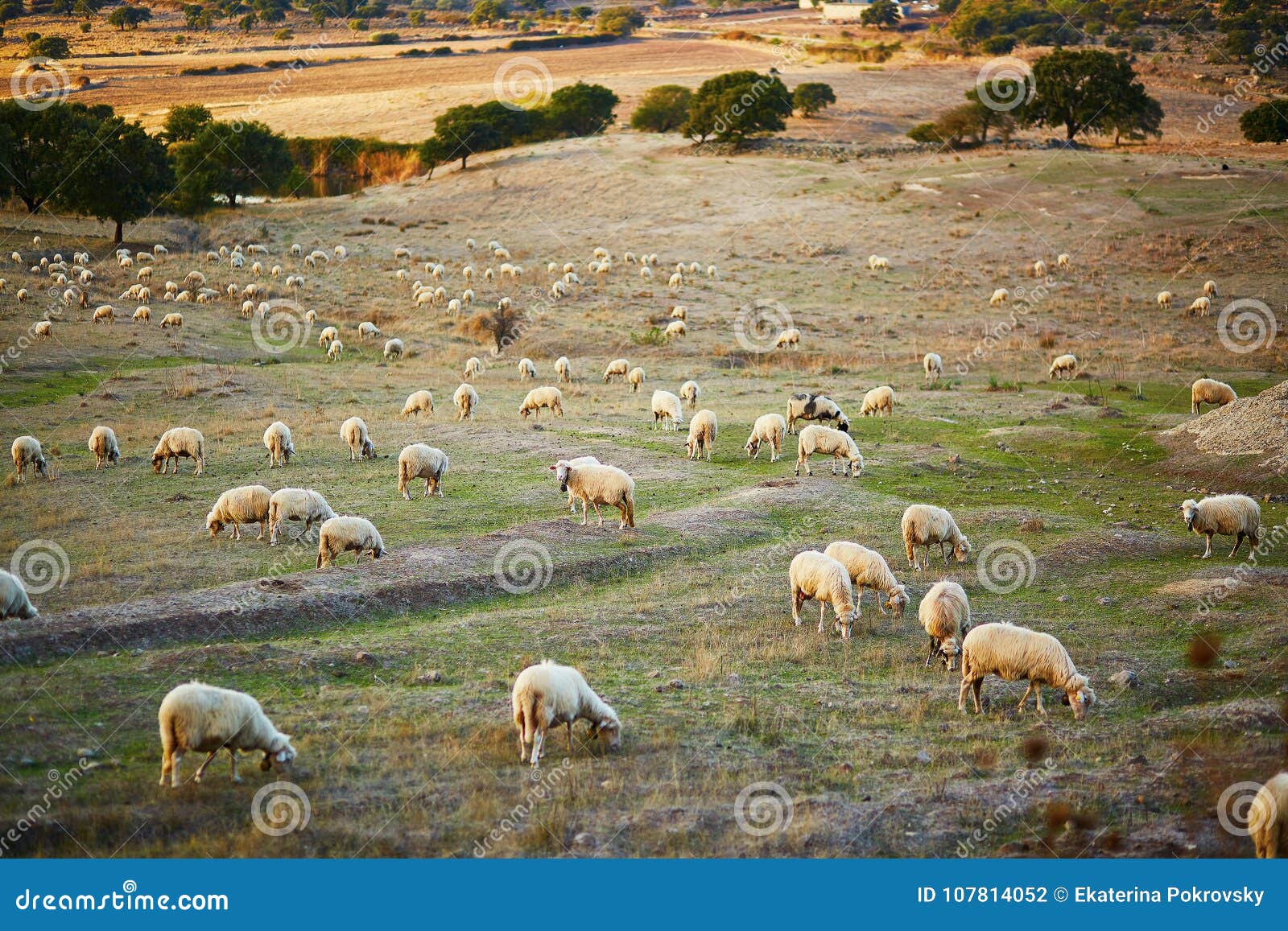 Sheep Herd on Pasture in Sardinia Stock Photo - Image of hill ...