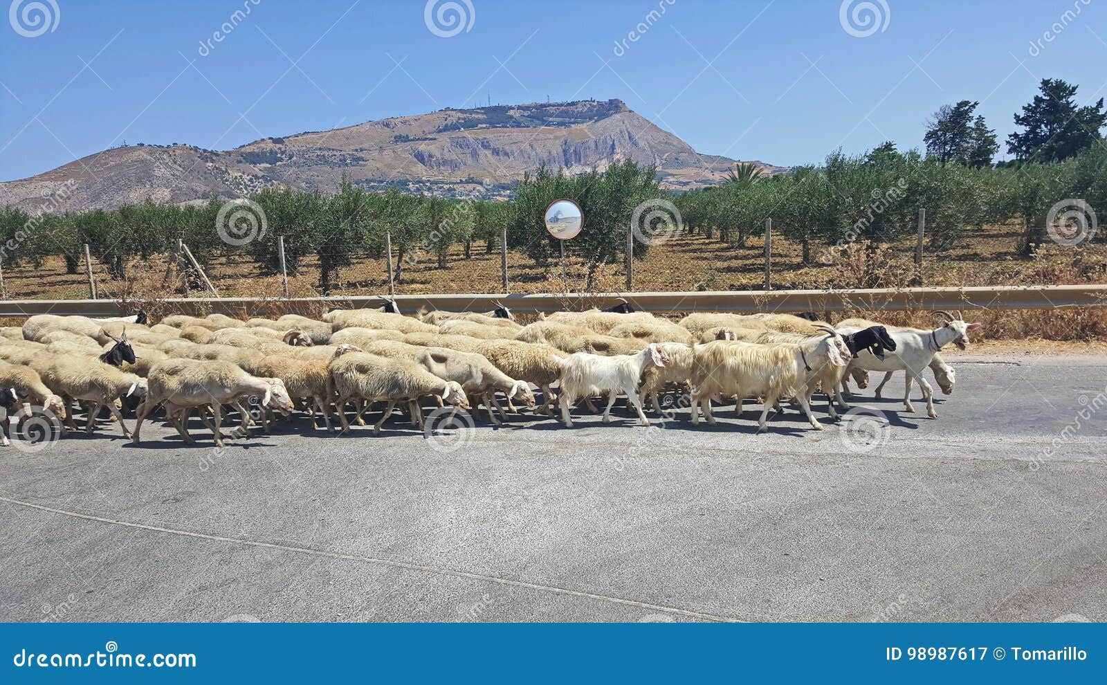 Sheep herd stock image. Image of landscape, herd, beautiful - 98987617