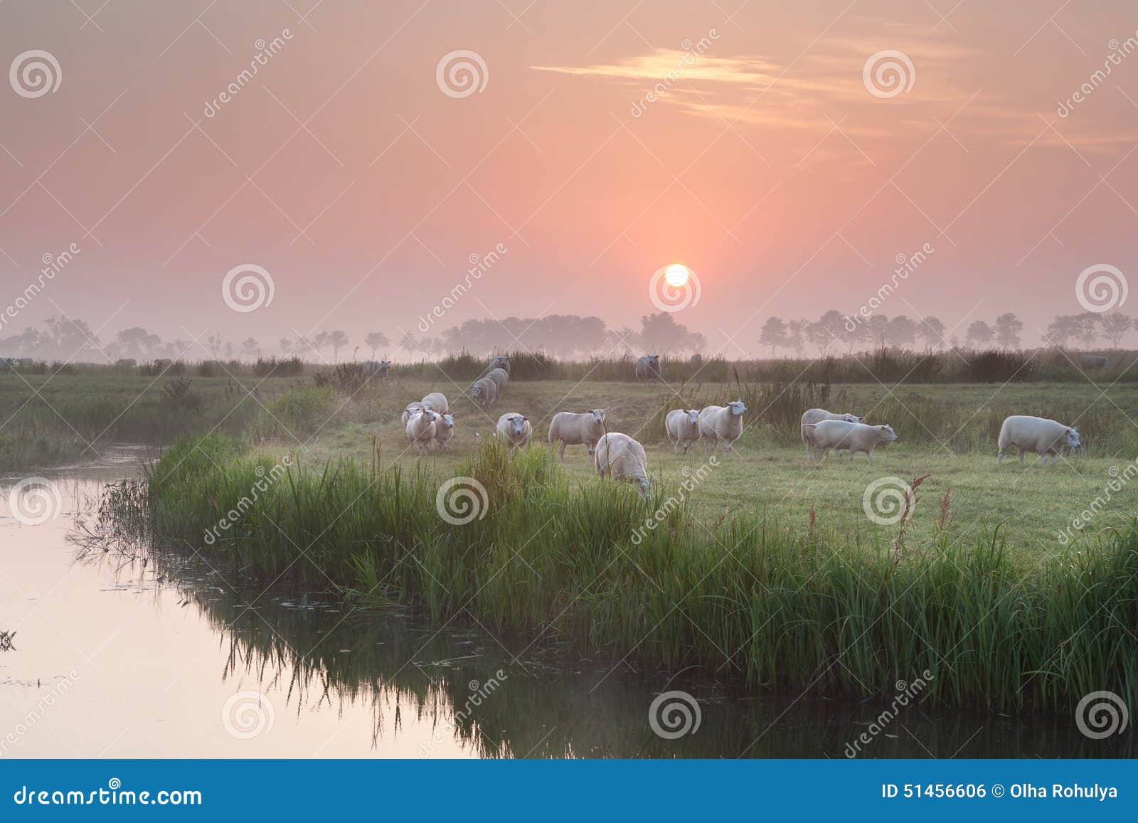 Sheep Herd at Sunrise on Pasture Stock Photo - Image of herd ...