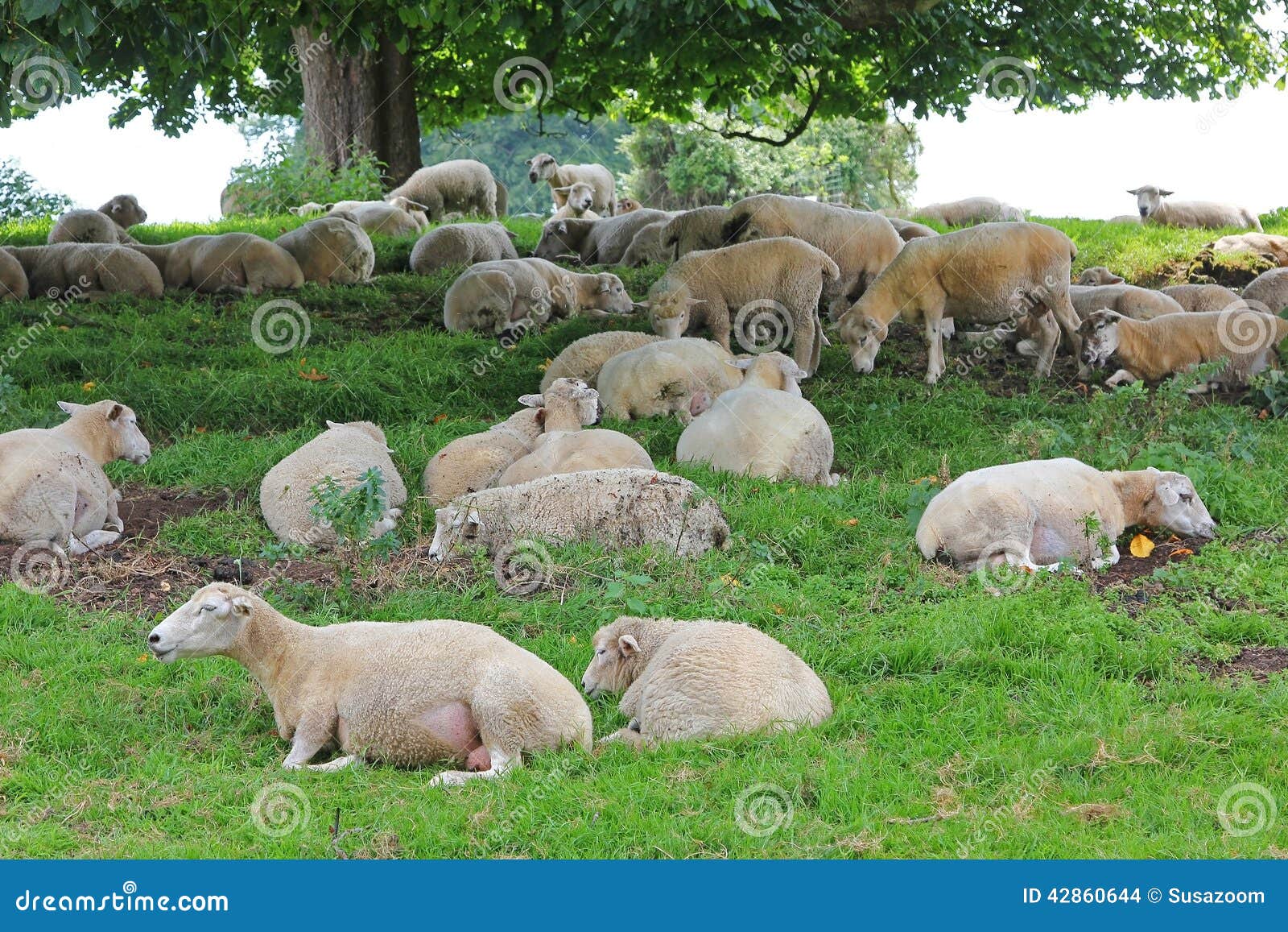Sheep Herd Under a Big Chestnut Tree Stock Photo - Image of british ...
