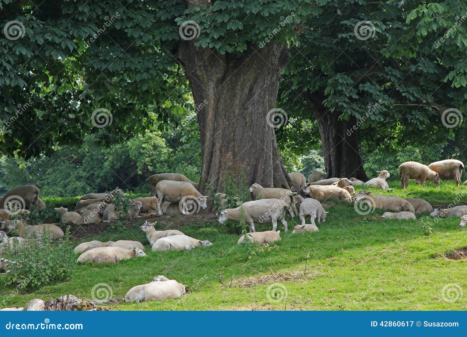 Sheep Herd Under Chestnut Trees Stock Image - Image of farm, scene ...
