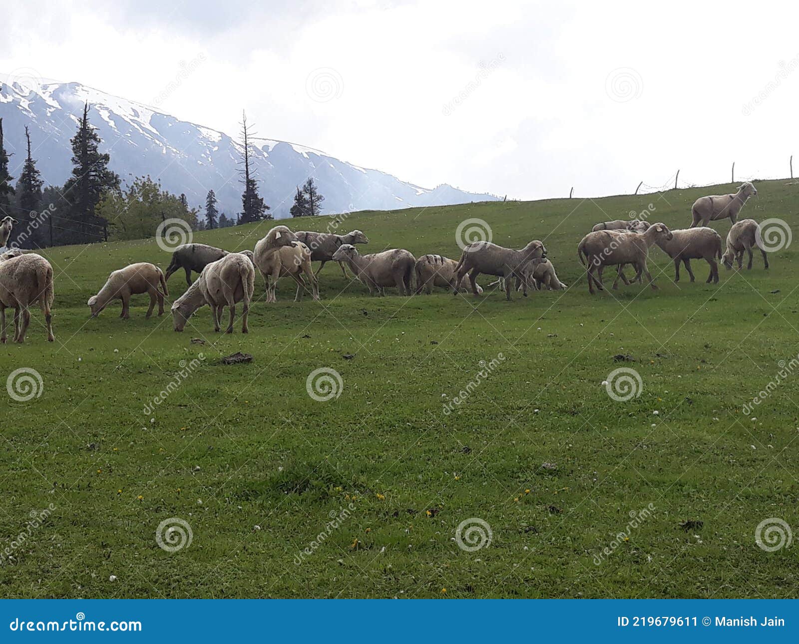 Sheep Herd Wool Kashmir Himalaya India Stock Image - Image of kashmir ...