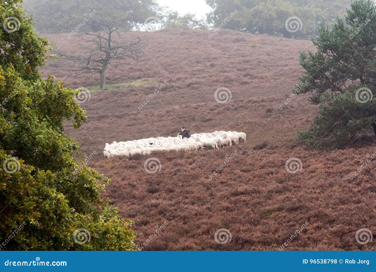 Sheep Herder Minding Her Flock Editorial Stock Photo - Image of travel ...