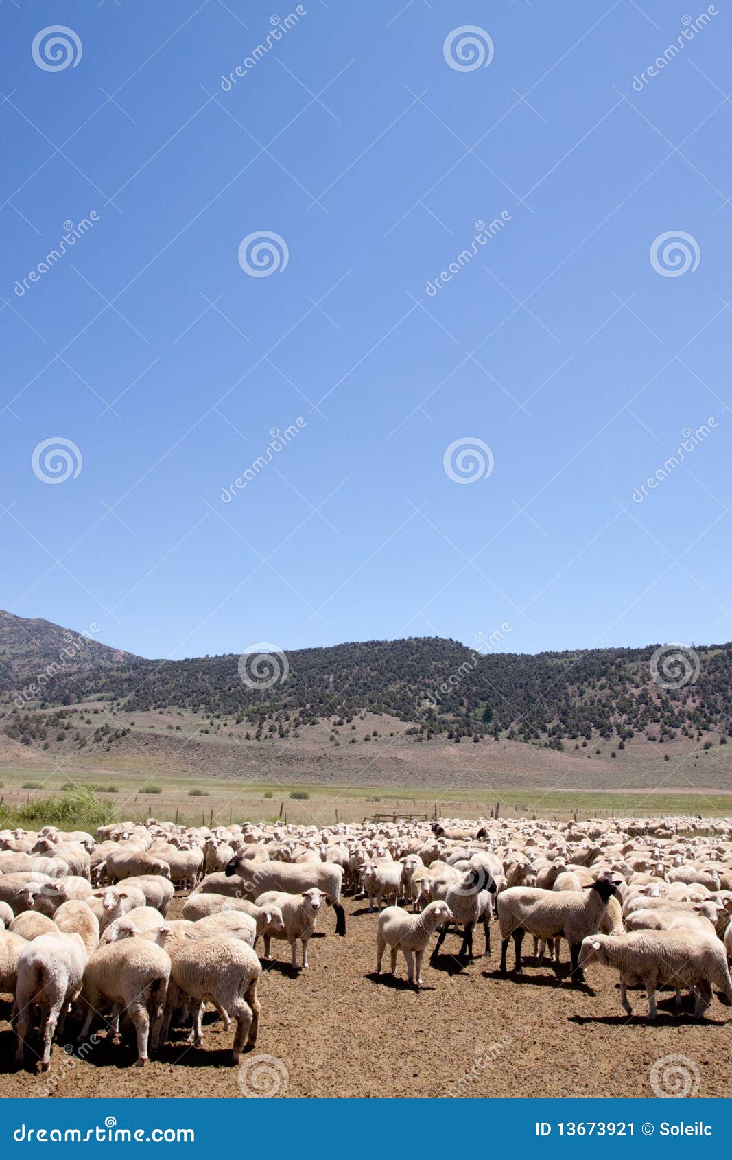 Sheep herding stock image. Image of field, farm, sheep - 13673921