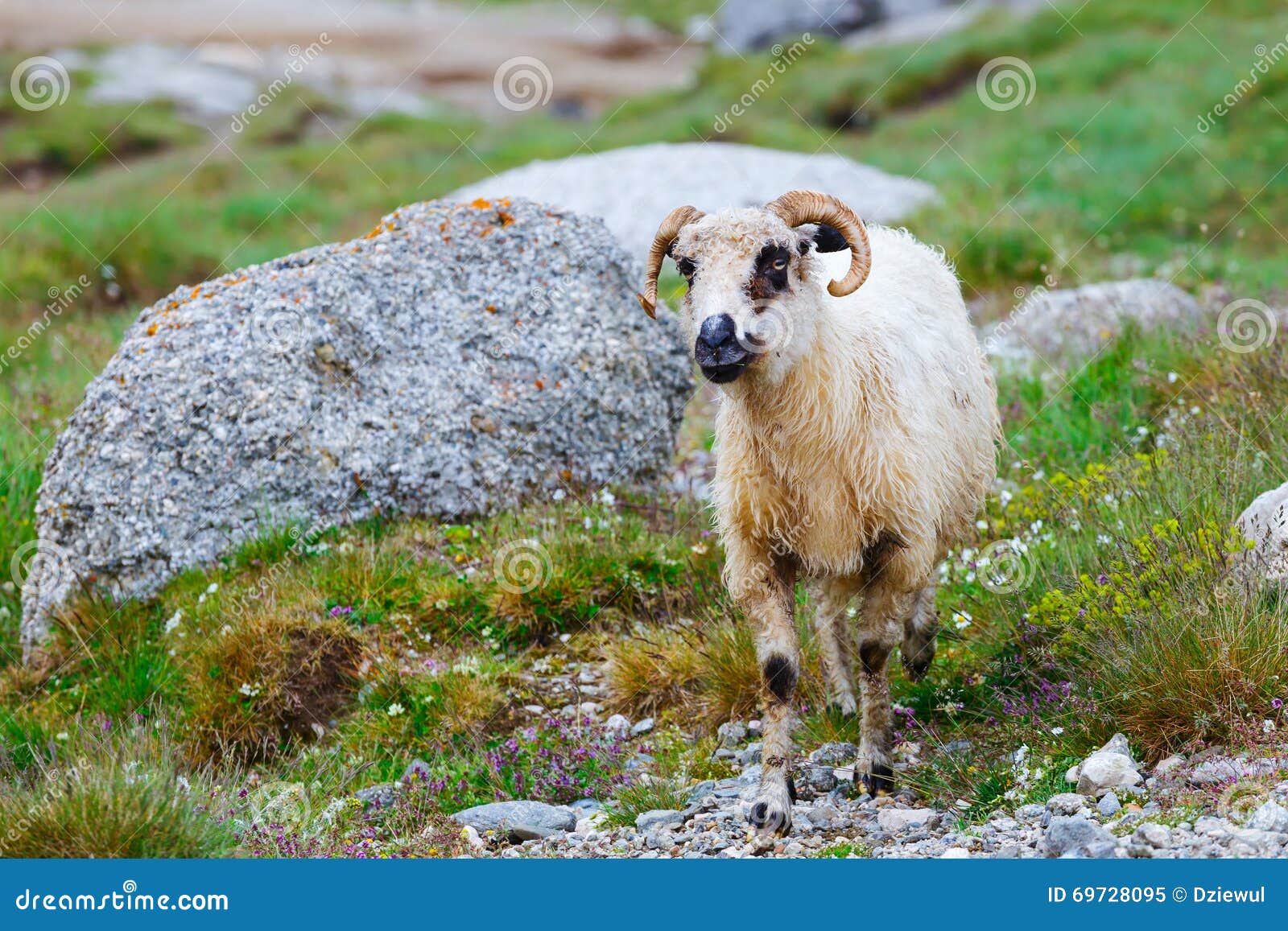 Sheep Herds at Alpine Pastures Stock Image - Image of colorful, fresh ...