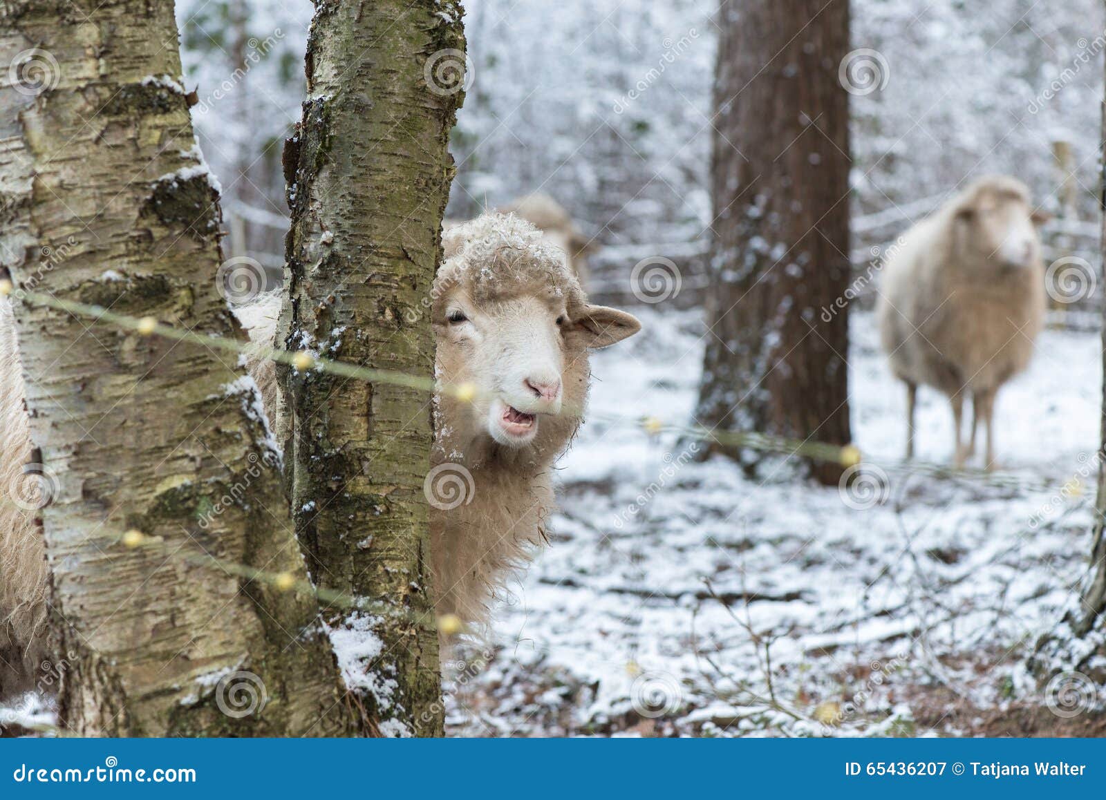 Sheep hiding behind a tree stock image. Image of pets - 65436207