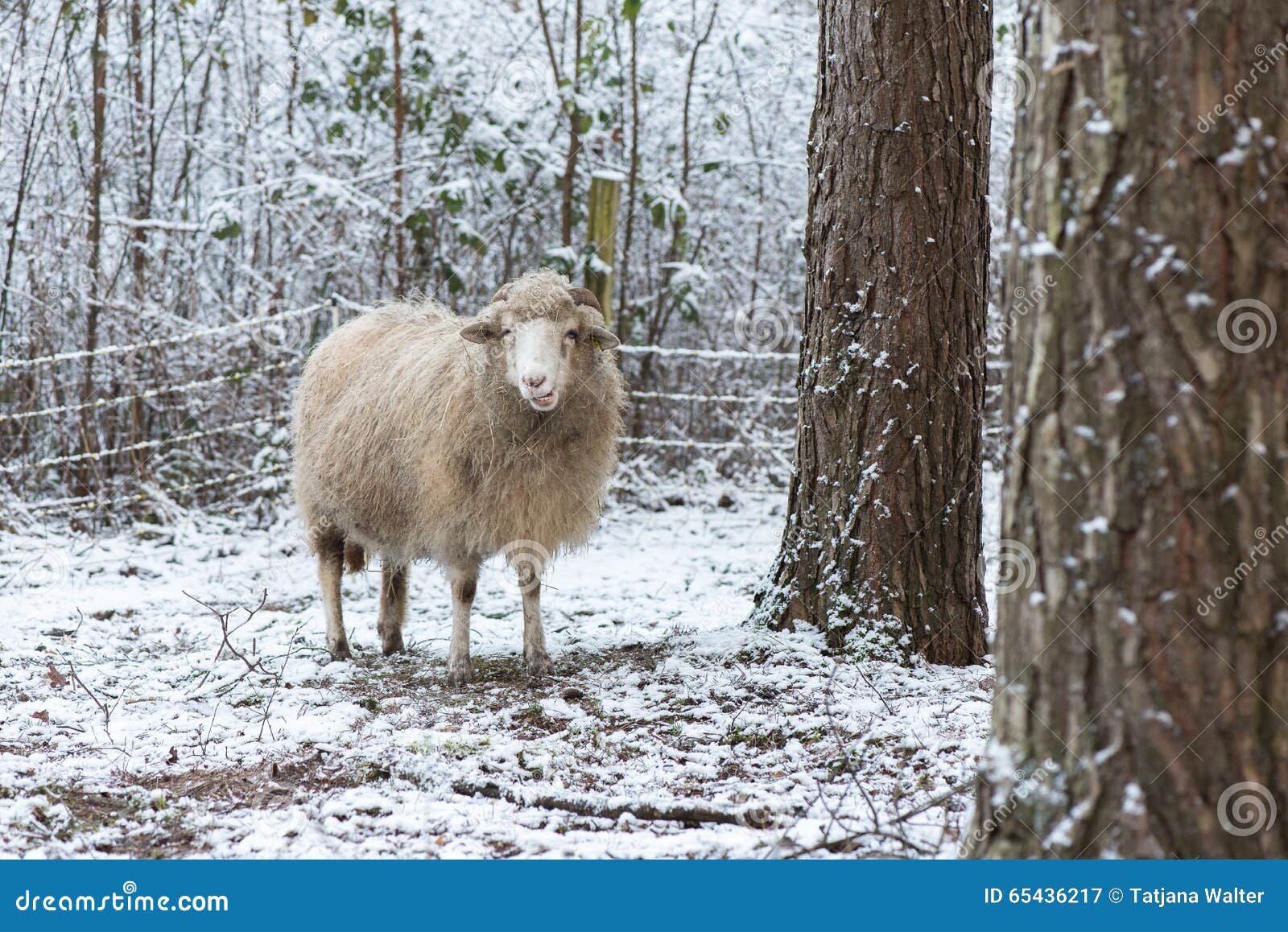 Sheep hiding behind a tree stock image. Image of animal - 65436217
