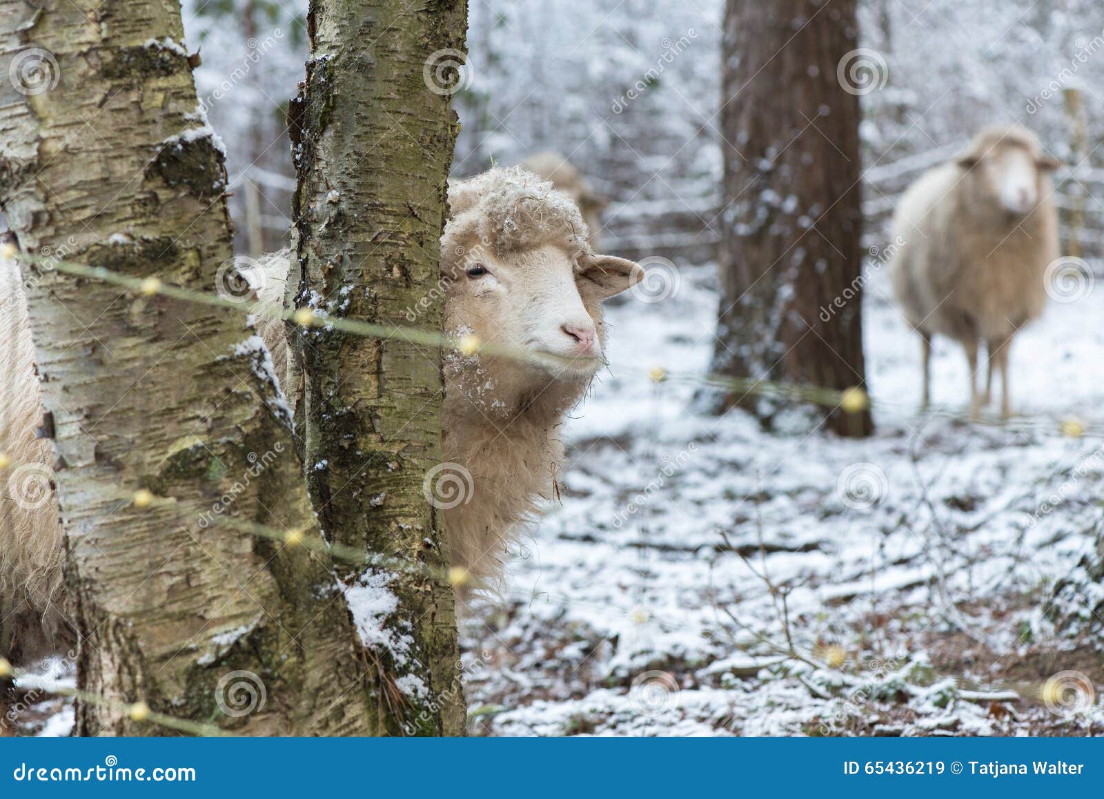 Sheep hiding behind a tree stock image. Image of frozen - 65436219