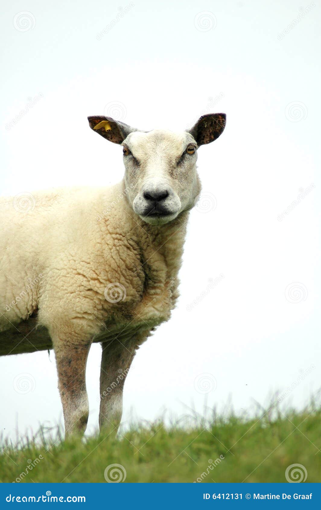 Sheep high up Hill stock image. Image of animal, meadow - 6412131