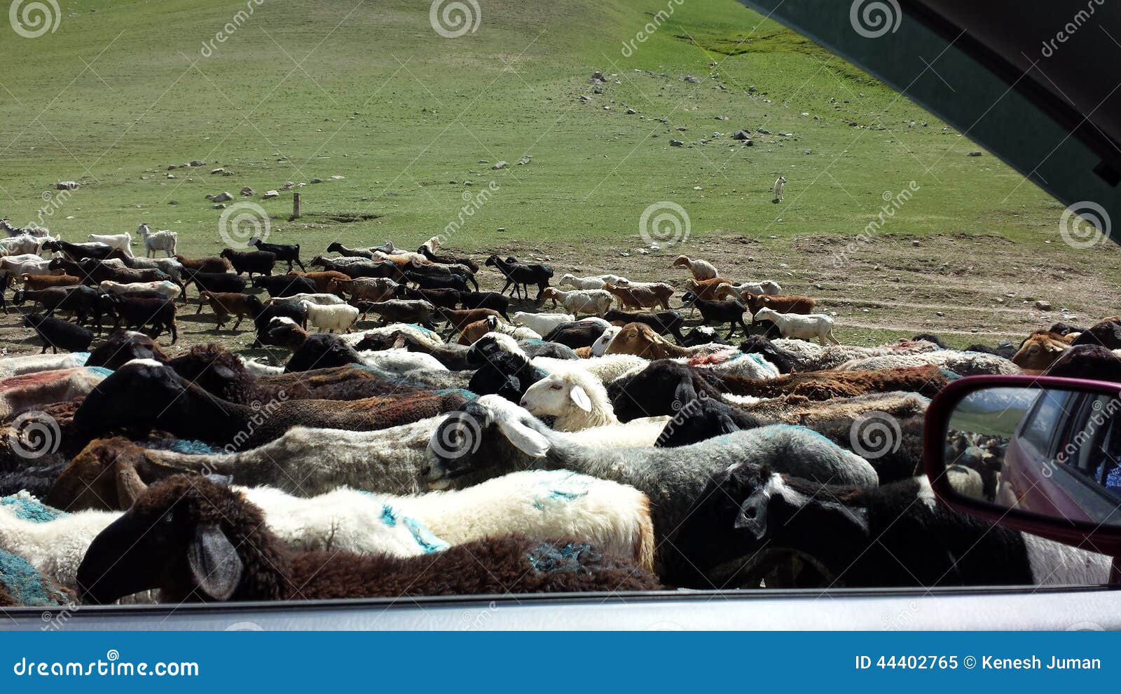 Sheep on a Highway stock image. Image of sheep, crowd - 44402765
