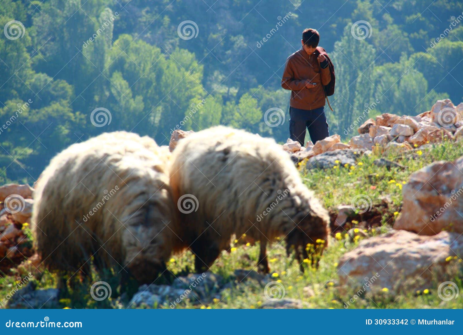 Sheepman And Sheep Editorial Photo | CartoonDealer.com #17842415