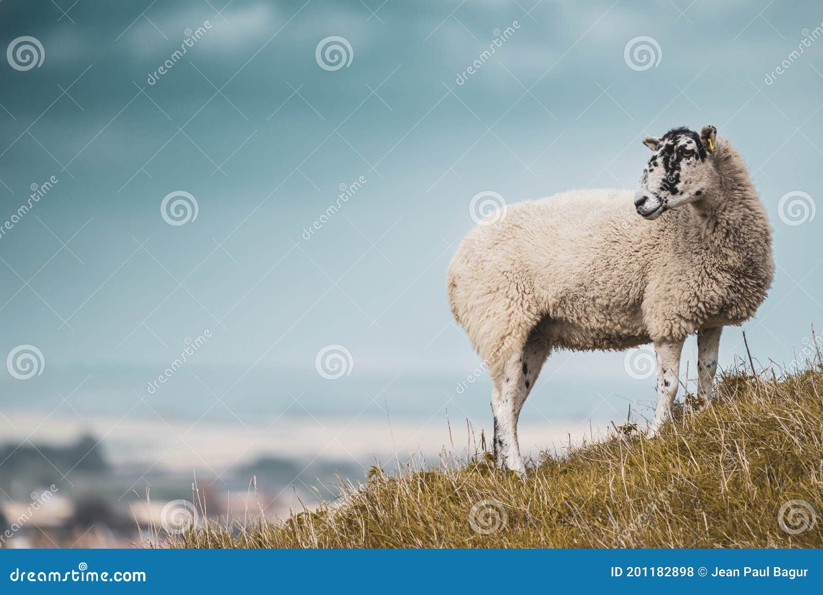 Sheep on a Hill with View and Sky in Background Stock Photo - Image of ...