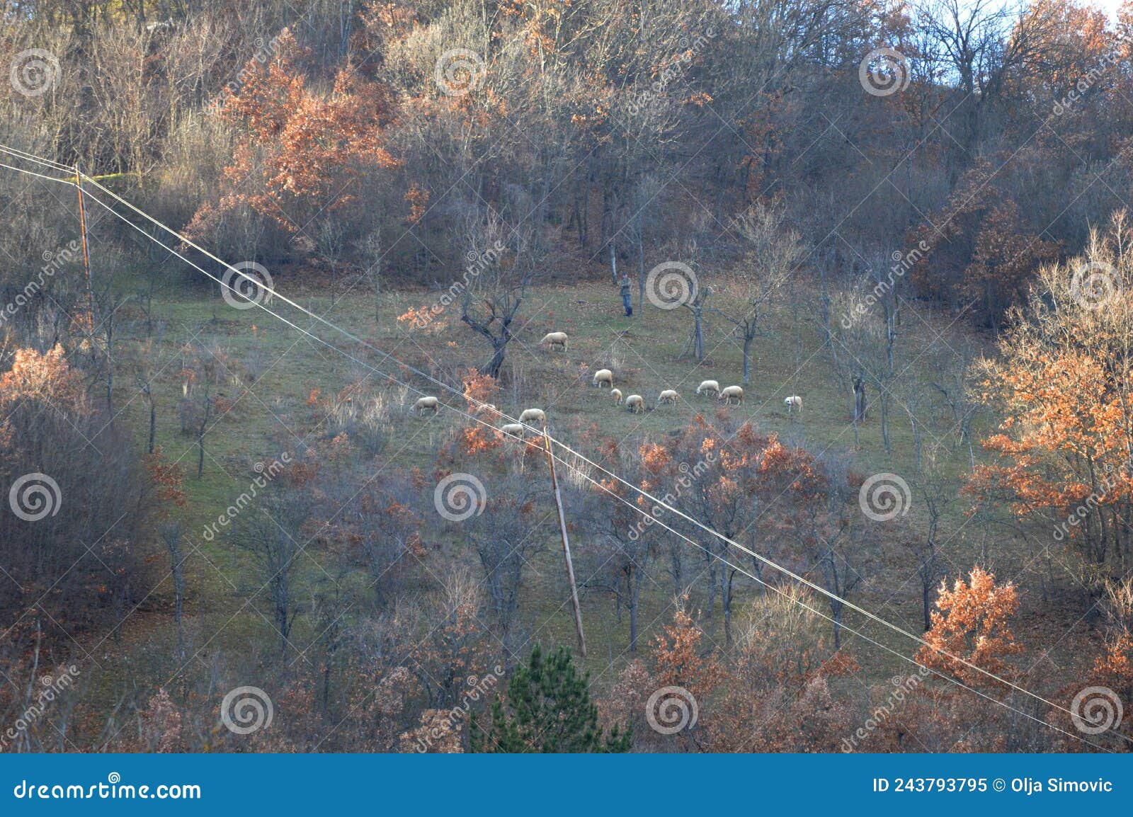 Sheep on a Hill in the Village Stock Image - Image of mammal, nature ...