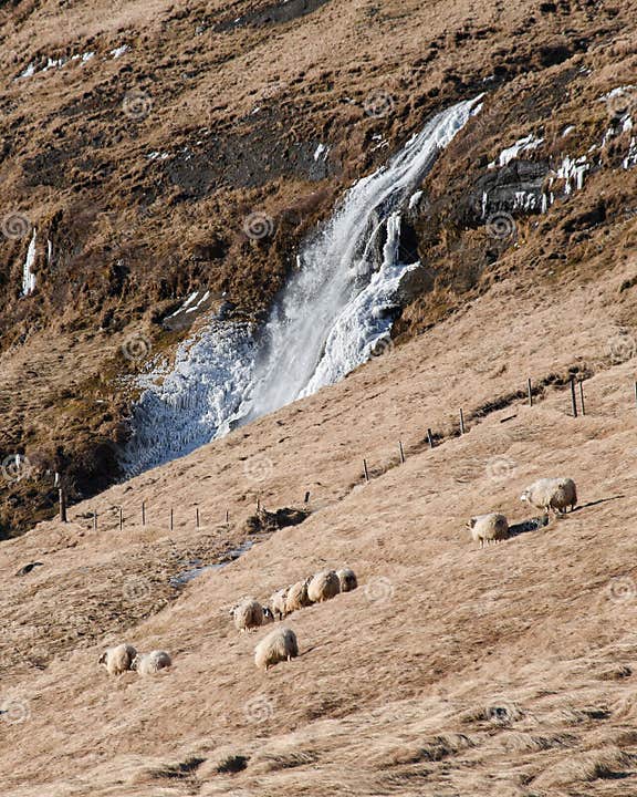 Sheep on the Hill with the Waterfall in the Back Stock Image - Image of ...