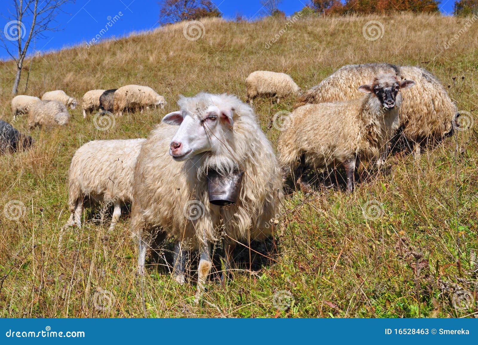Sheep on a hillside. stock image. Image of sheep, nature - 16528463