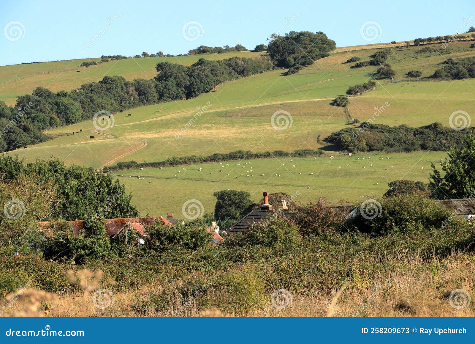 Sheep on the Hillside Prestatyn Wales Stock Image - Image of grazing, landscape: 258209673