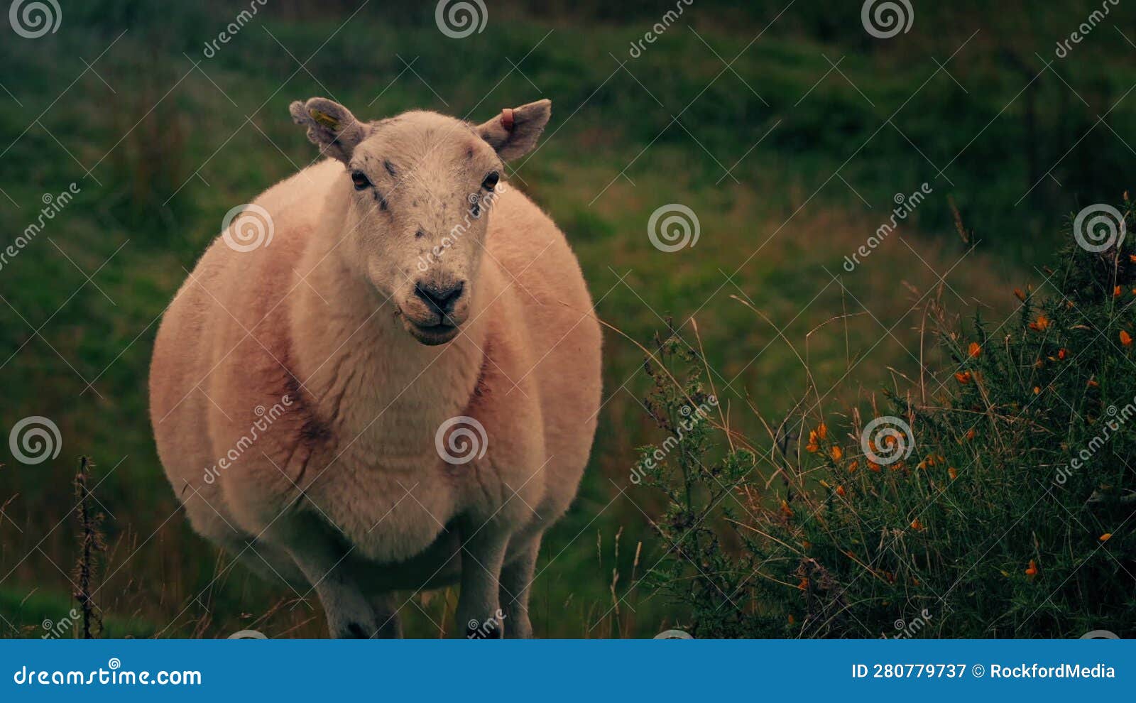 Sheep on Hillside at Sunset Stock Video - Video of grazing, grassy ...