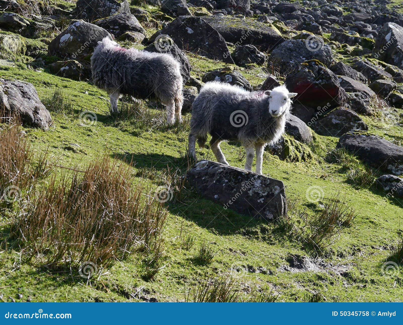 Sheep on hillside stock photo. Image of outdoor, nice - 50345758
