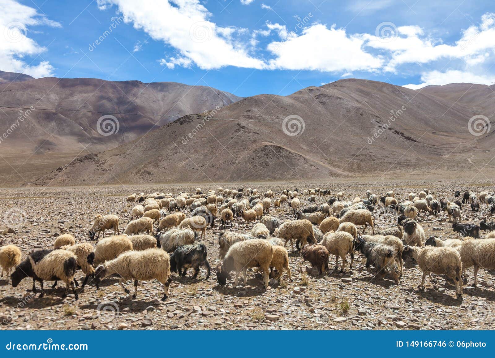 Sheep in Himalaya Mountains of Tibet Stock Photo - Image of outdoors ...