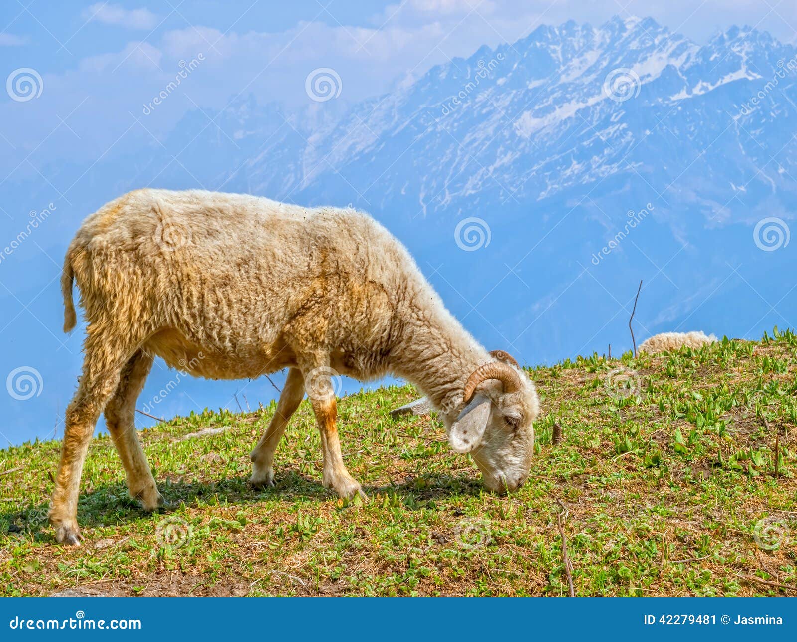 Sheep in Himalaya stock image. Image of asia, pacha, india - 42279481