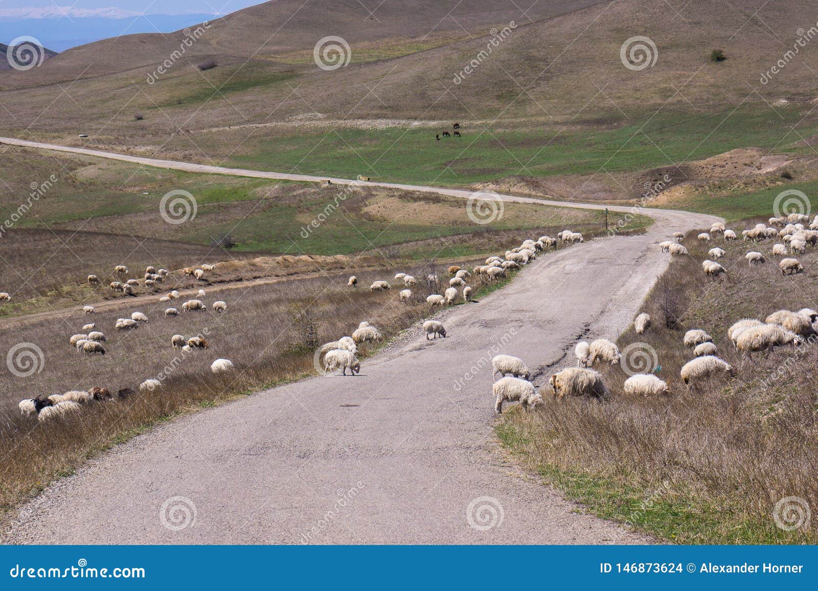 Sheep horde crossing road stock photo. Image of livestock - 146873624