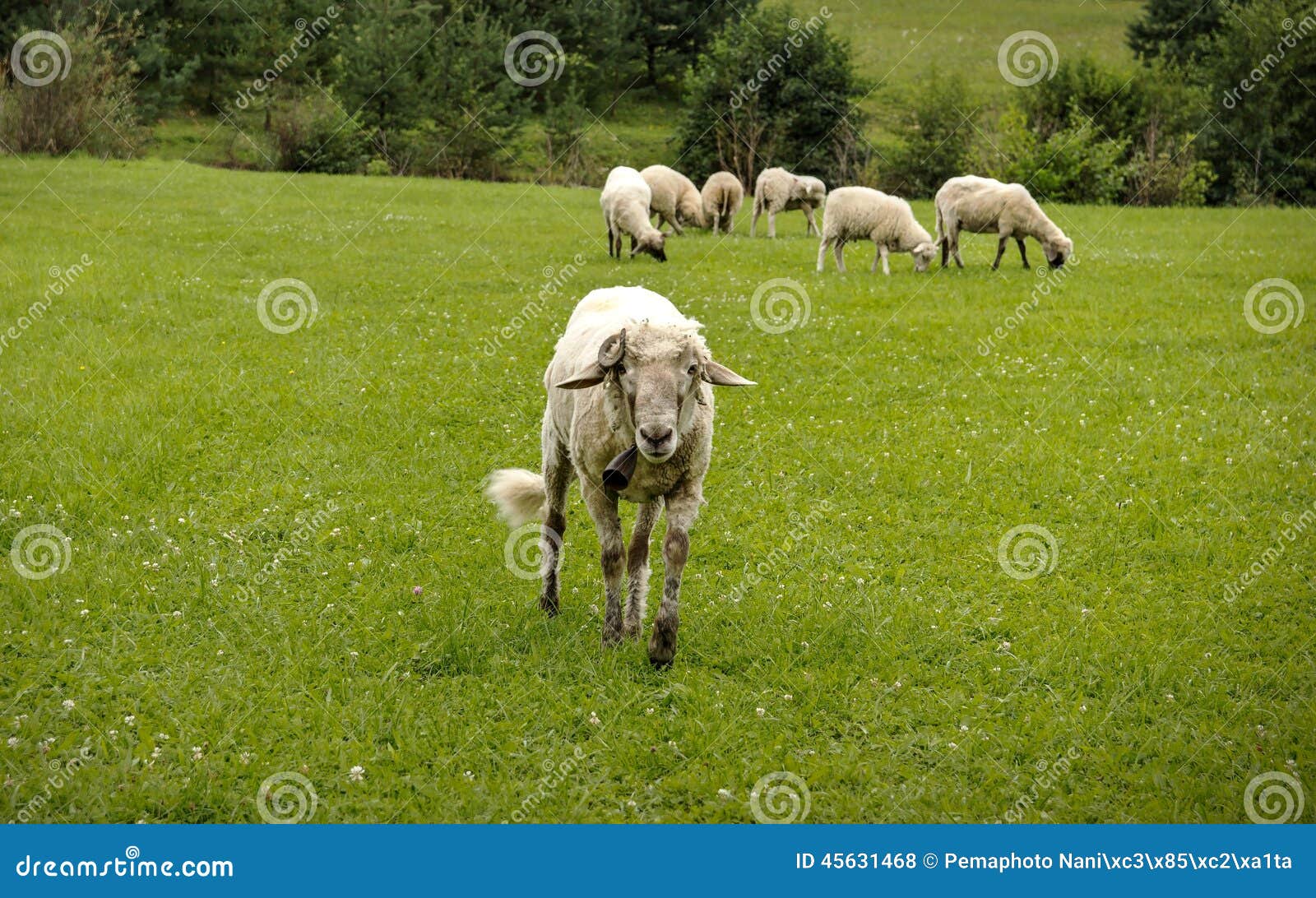 Sheep Horde stock photo. Image of flock, animals, sheeps - 45631468