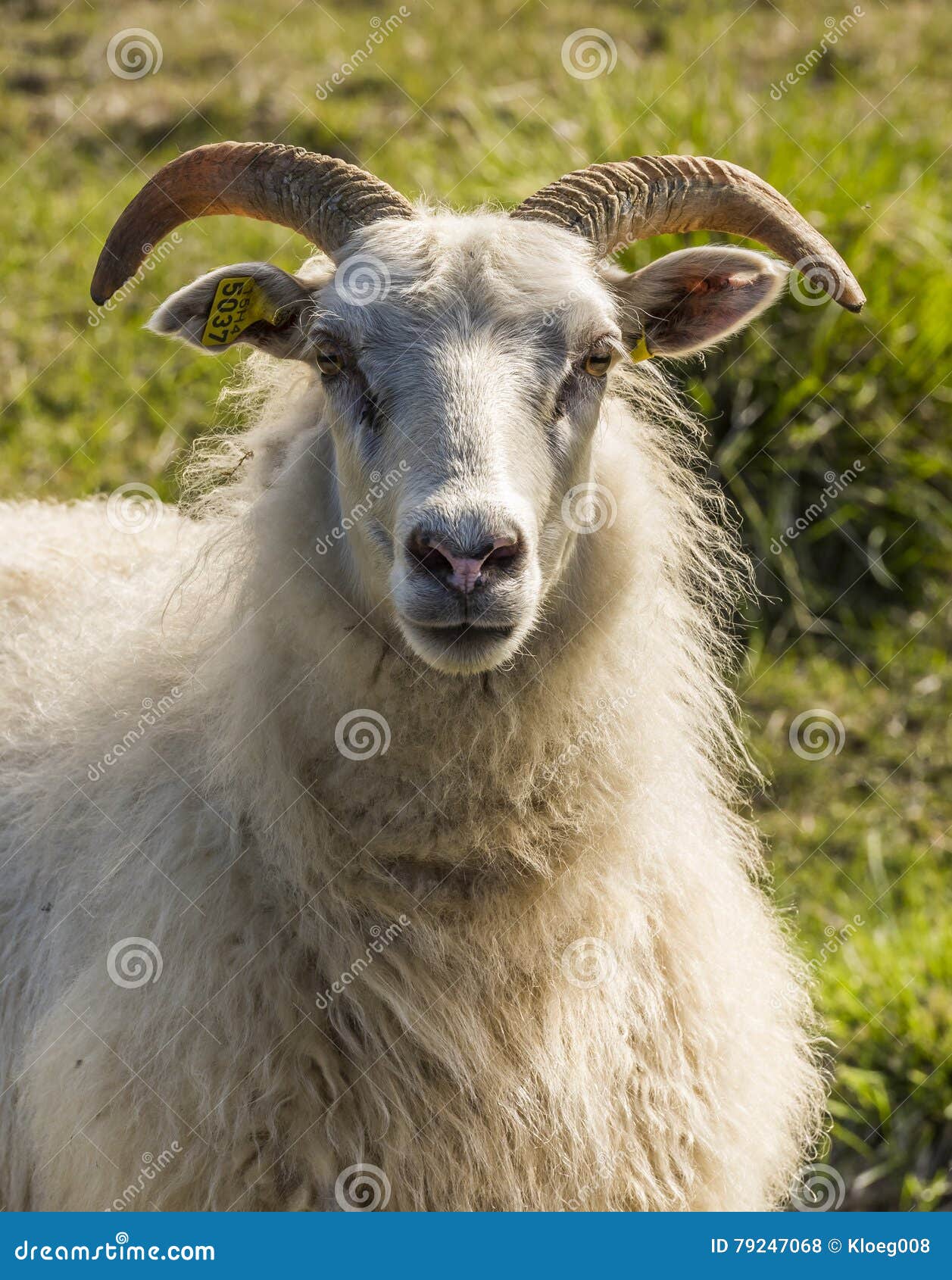 Sheep with Horns on Iceland Stock Photo - Image of farm, green: 79247068