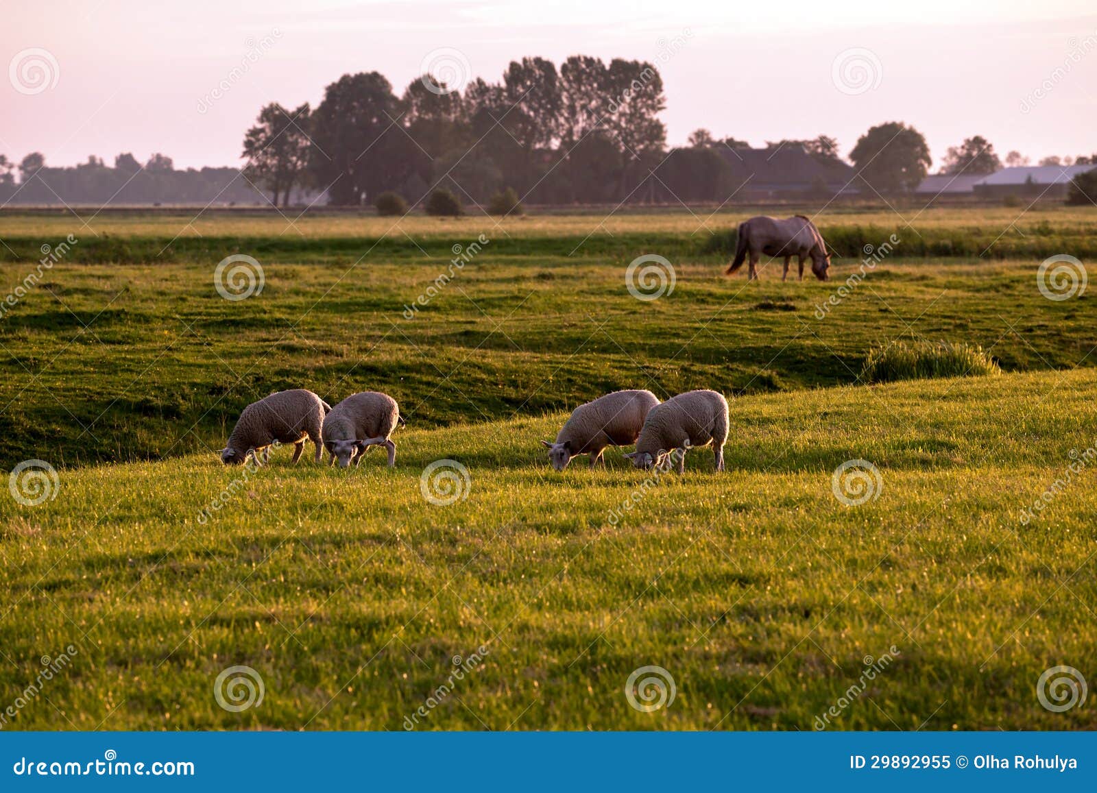 Sheep on Pastoral at Sunrise Stock Image - Image of field, animal: 29892955