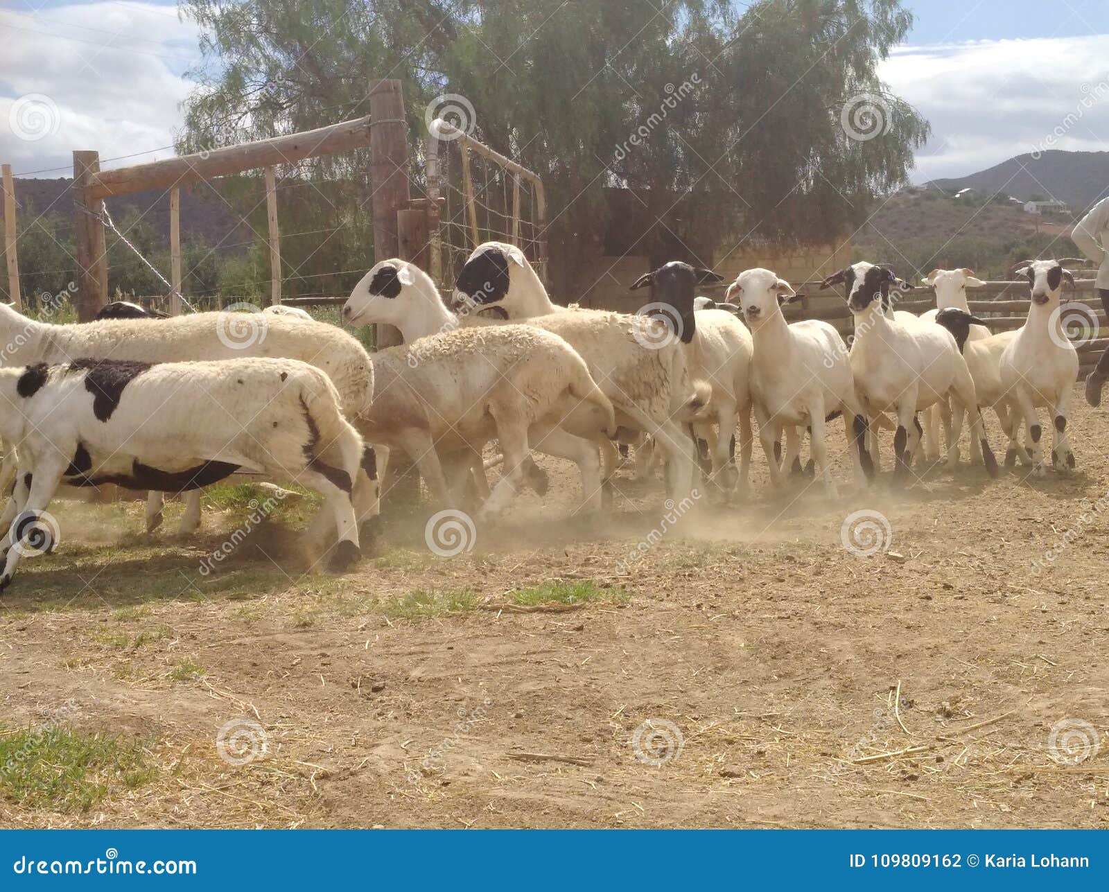 Meatmaster sheep stock photo. Image of meatmaster, hurry - 109809162