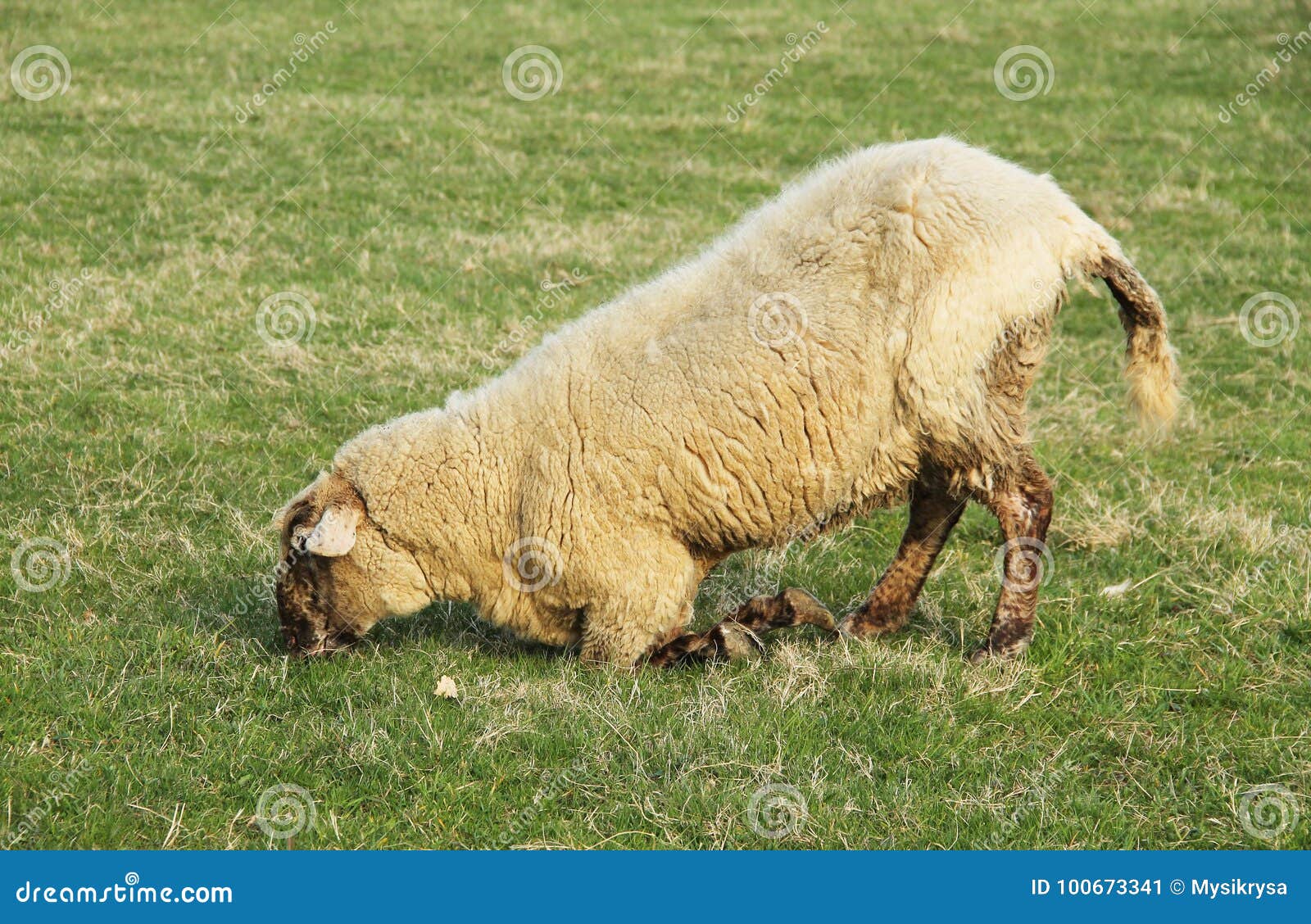Sheep with ill hooves stock image. Image of problem - 100673341