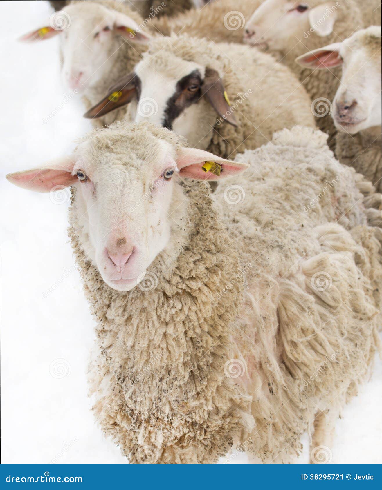 Sheep illness stock image. Image of animal, healing, farmland - 38295721