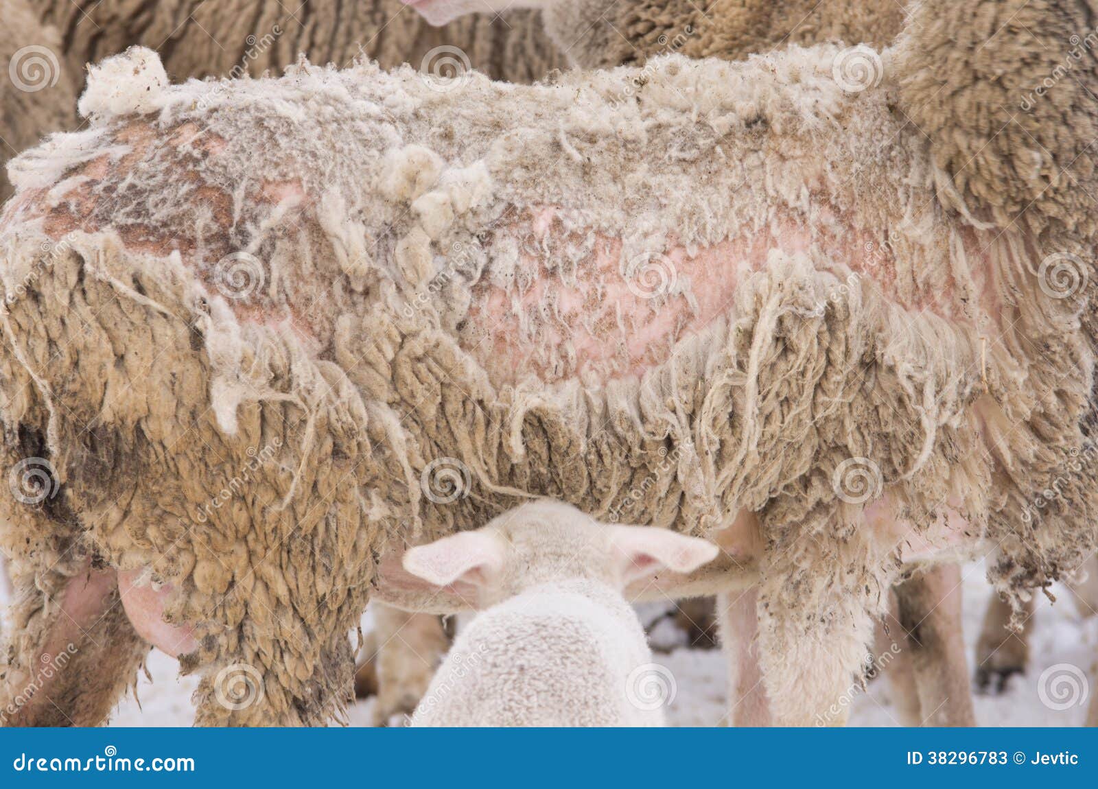 Sheep illness stock image. Image of natural, country - 38296783