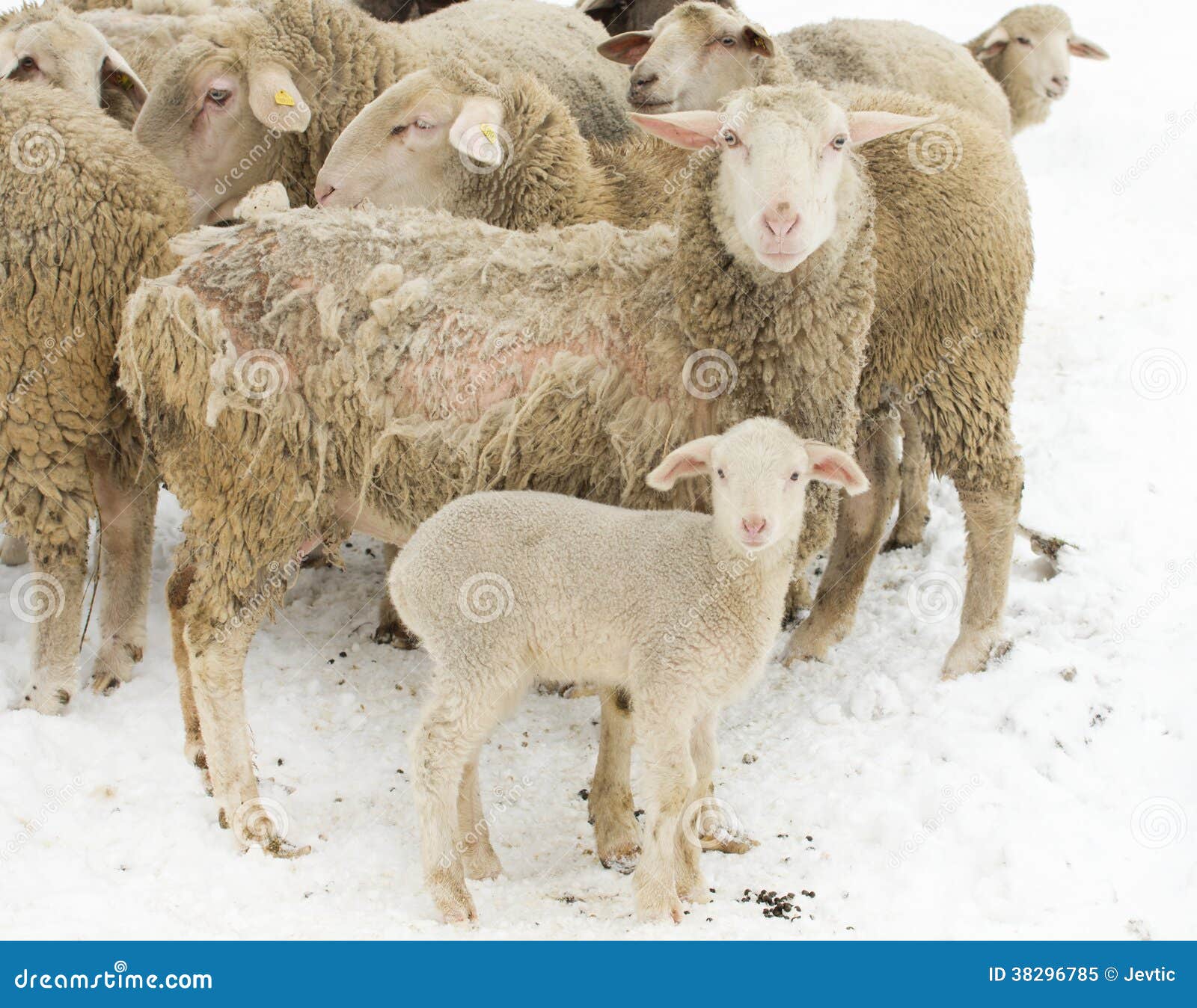 Sheep With Scruffy Fleece. Maybe Shedding Or Else Sheep Scab Caused By ...