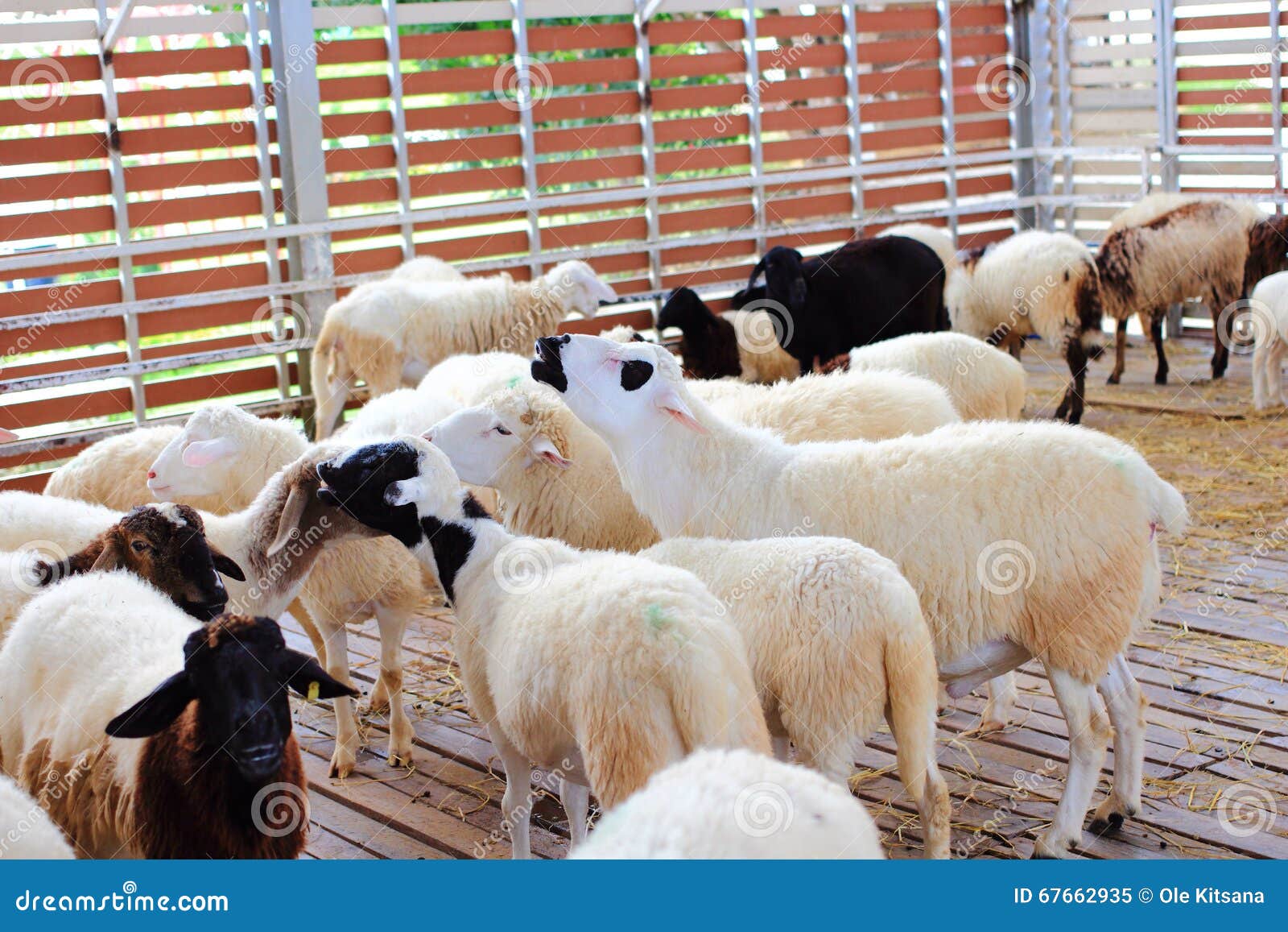 Sheep stock image. Image of local, group, sheep, farm - 67662935