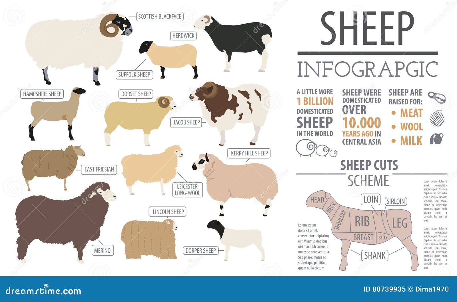 Sheep Infographic Template. Farm Animal Stock Vector - Illustration of ...