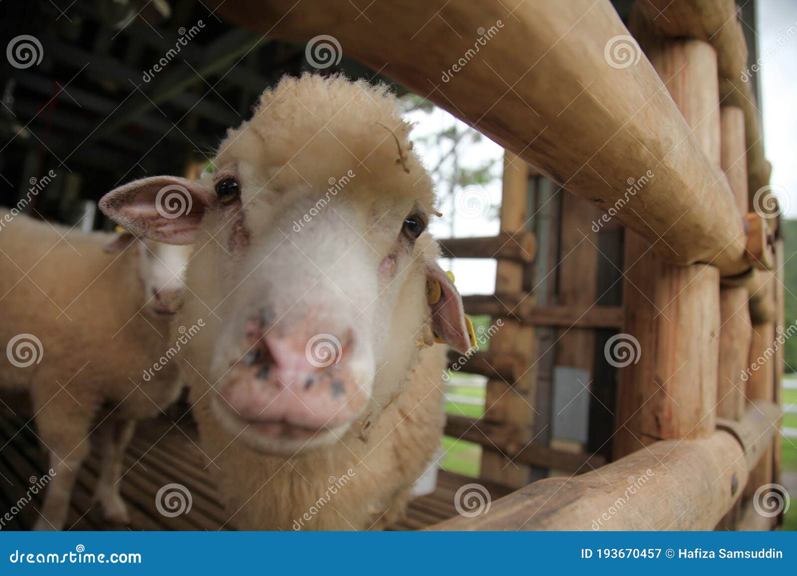 Sheep Inside Barn. Conceptual Image Shot Stock Image - Image of ...