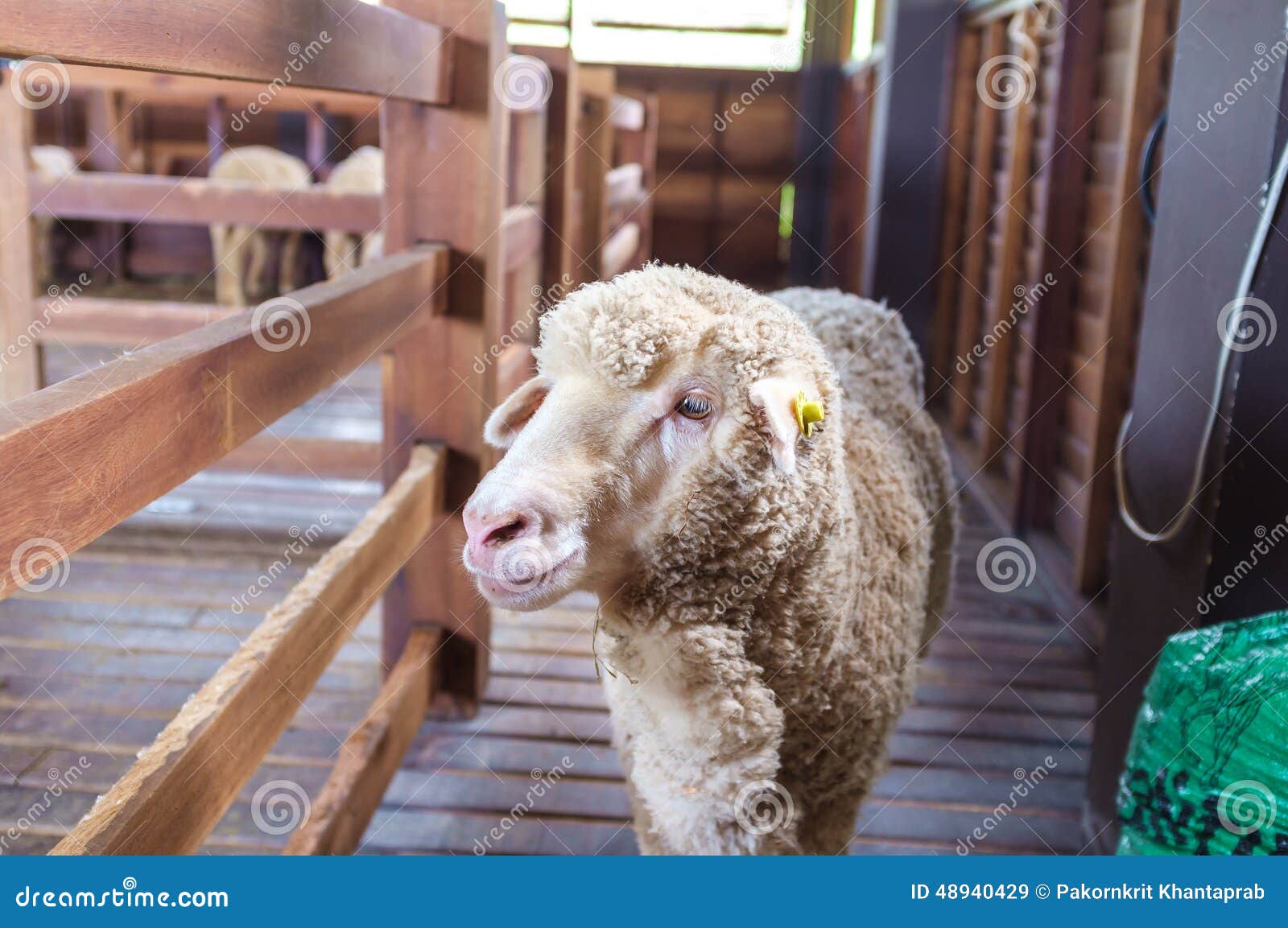 Sheep Inside Barn stock image. Image of face, ranch, relaxation - 48940429