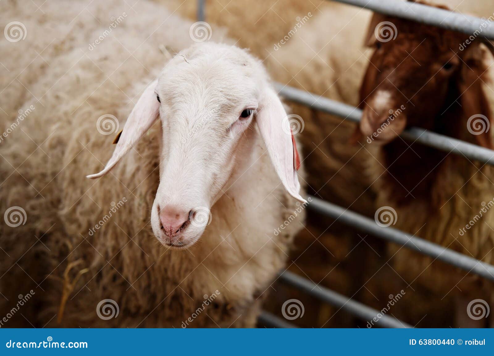 Sheep inside a farm stock photo. Image of animal, fauna - 63800440