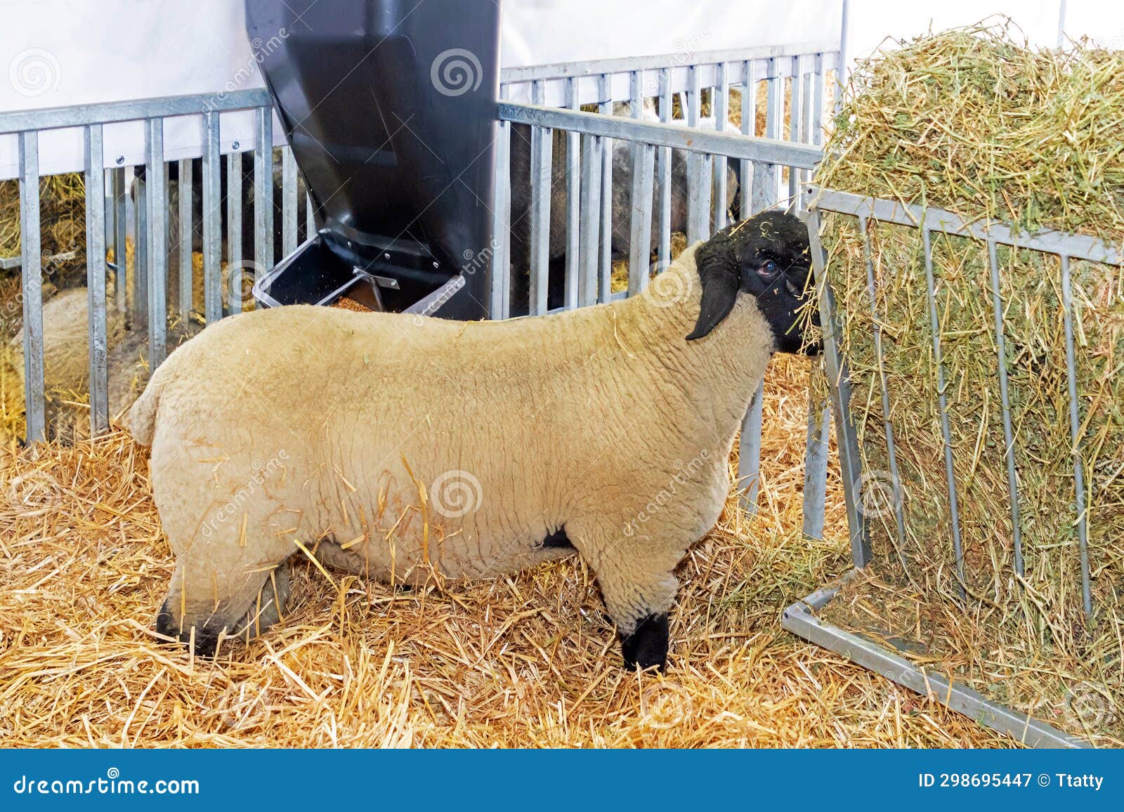 Sheep inside farm on hay stock image. Image of countryside - 298695447