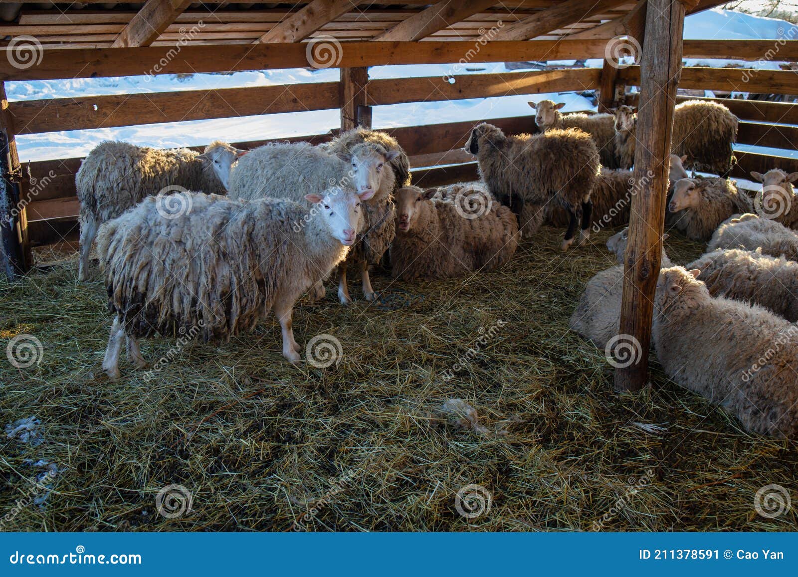 Sheep Inside a Sheep Farm. Thoroughbred Sheep on a Farm in the Stall ...