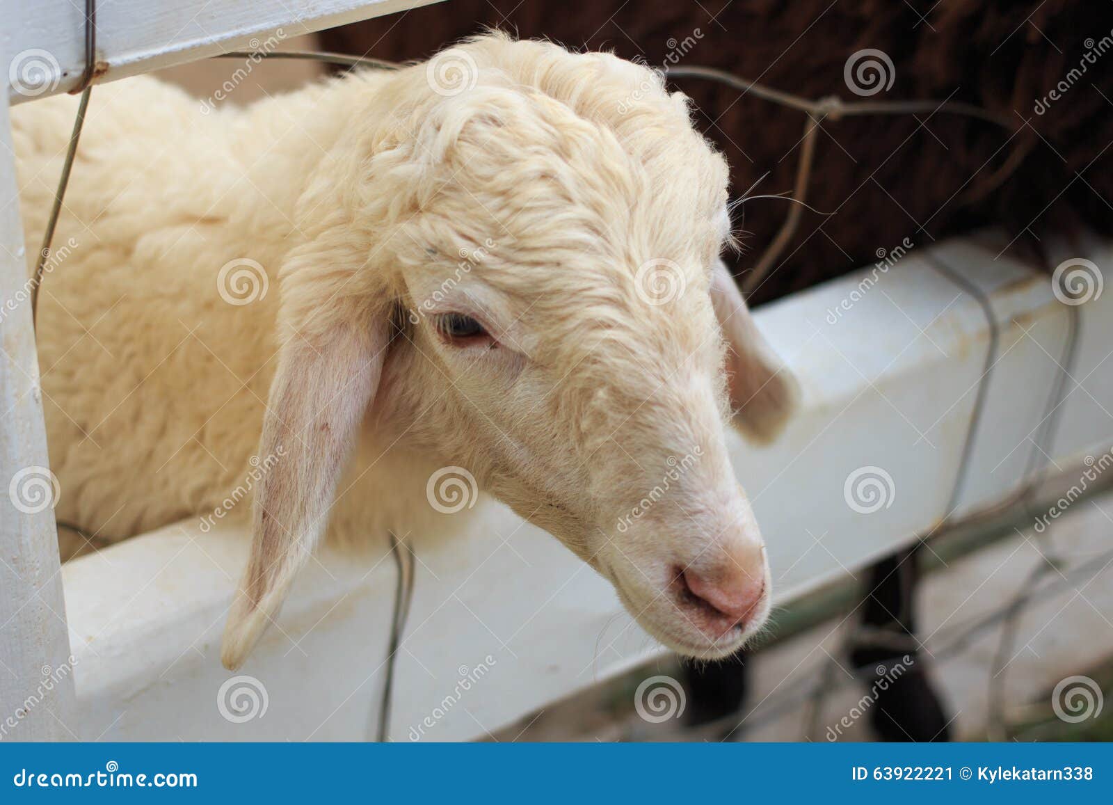 A sheep inside the fence stock image. Image of asia, fence - 63922221