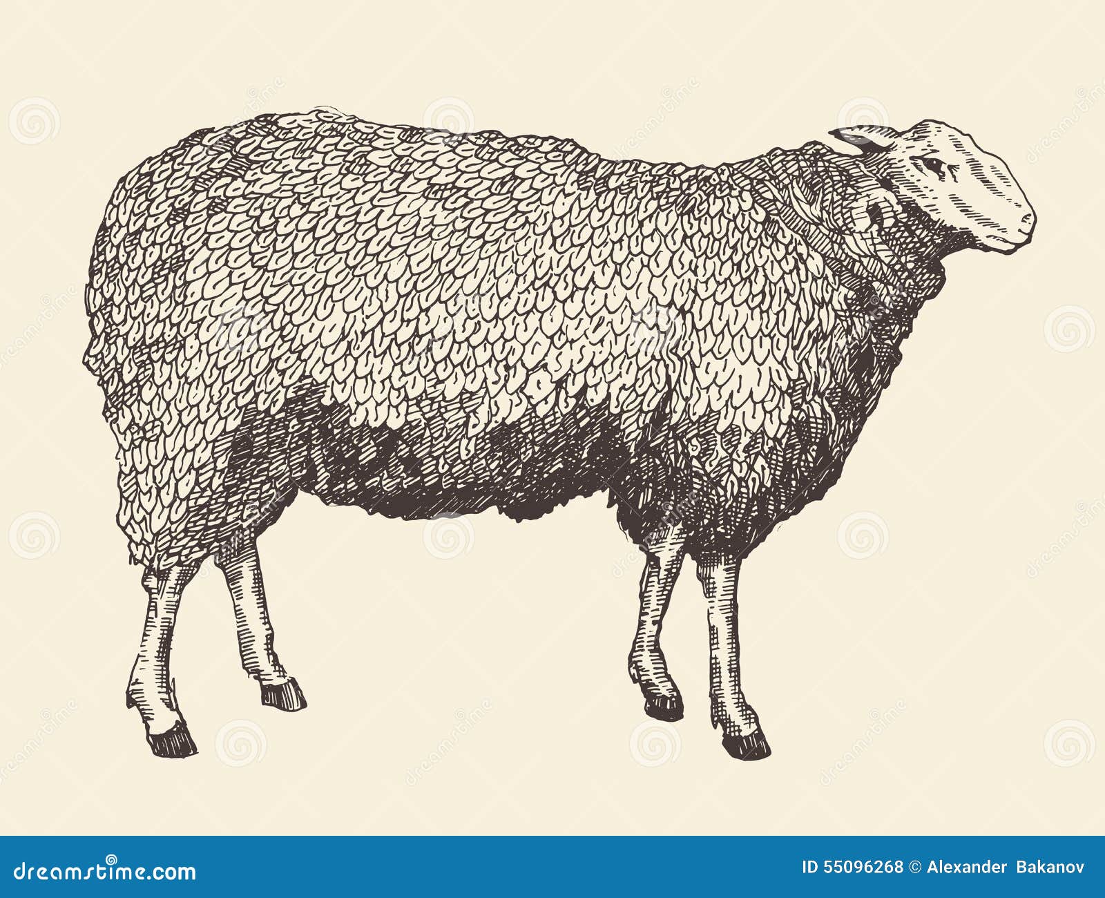 Sheep Intage Vector Illustration of Engraving Stock Vector ...