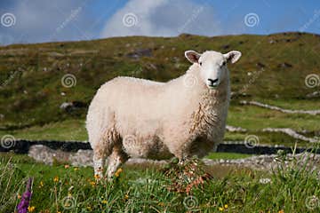 A sheep in Ireland stock photo. Image of wool, irish - 16594706