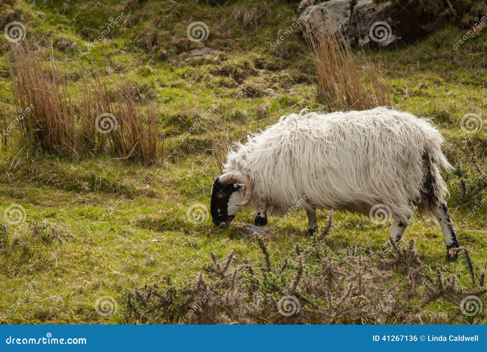 Sheep, Ireland stock photo. Image of animal, pasture - 41267136