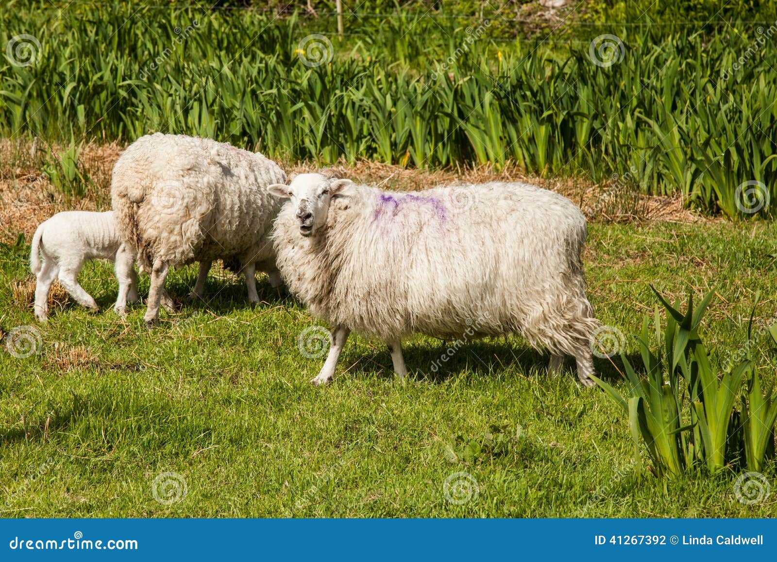 Sheep, Ireland stock photo. Image of fodder, grass, goats - 41267392