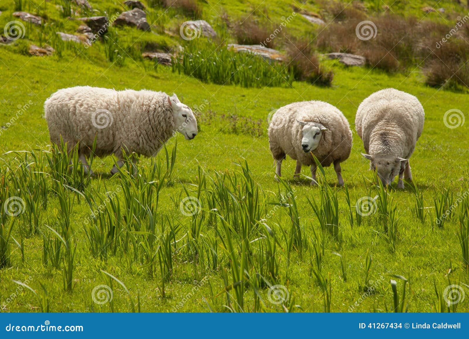 Sheep, Ireland stock photo. Image of fodder, grazing - 41267434