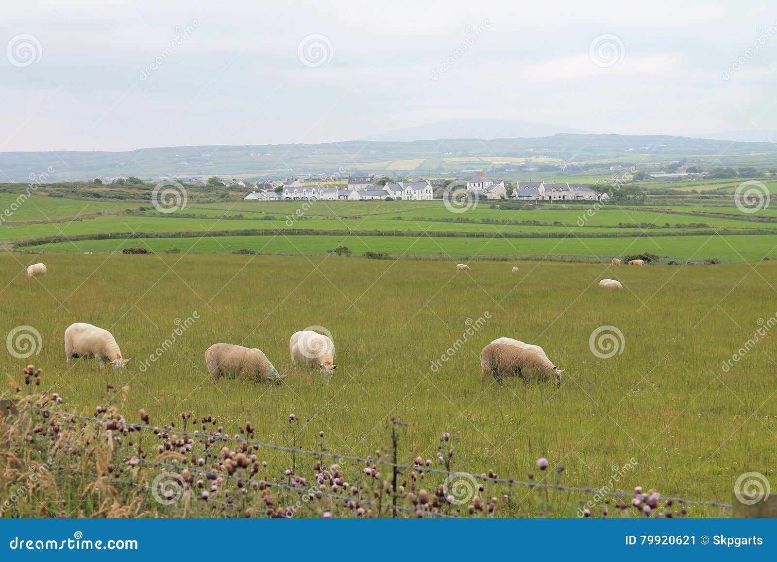 Sheep in Irish Fields stock image. Image of farm, sheep - 79920621