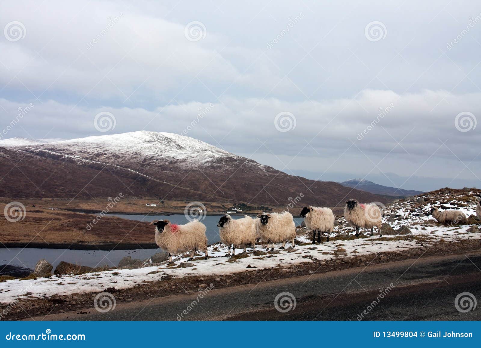 Sheep on the Isle of Harris Stock Photo - Image of view, landscape ...